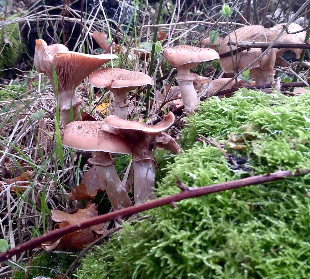 The fungi paradigm: reframing theories of the origins of life on earth ...